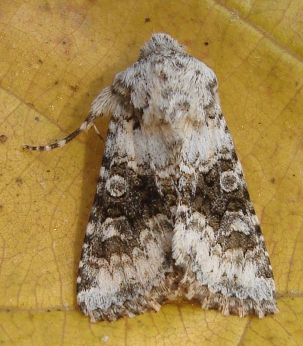 MERSEA WILDLIFE: MEDLEY OF MOTHS