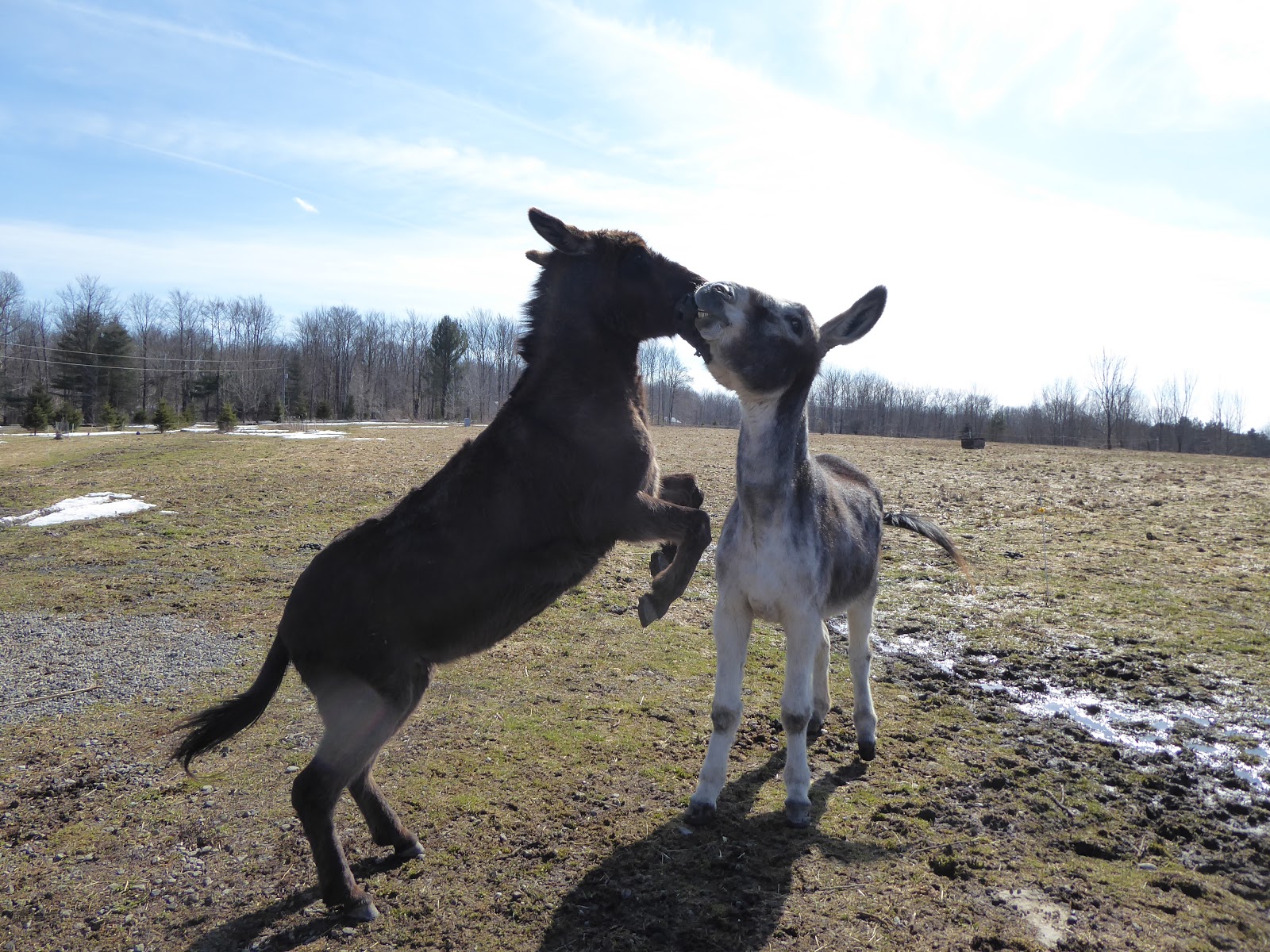 The Dancing Donkey: These Two!