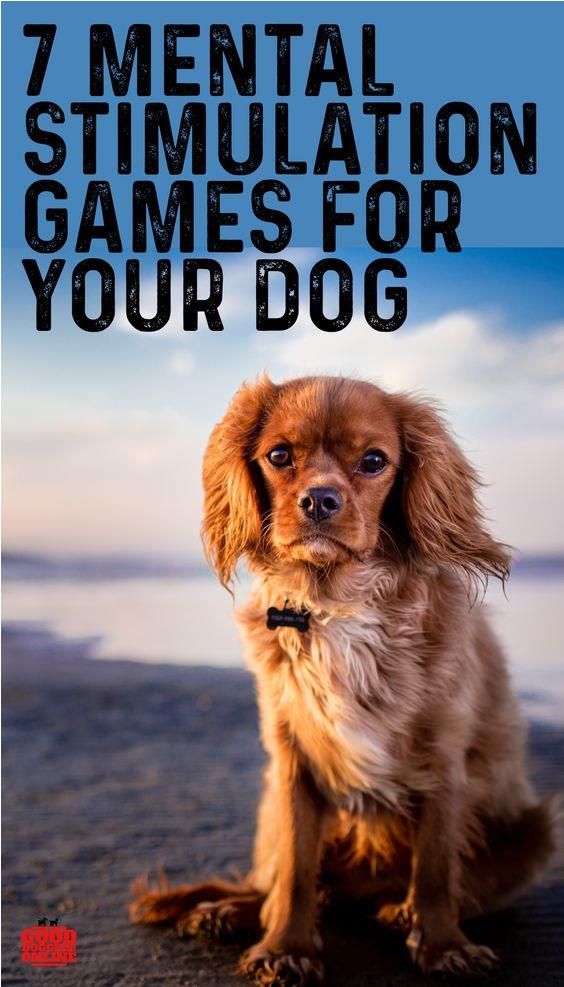 Lovely Dog: Brain Training for Dogs | 7 Brain Games to Play With Your Pup,