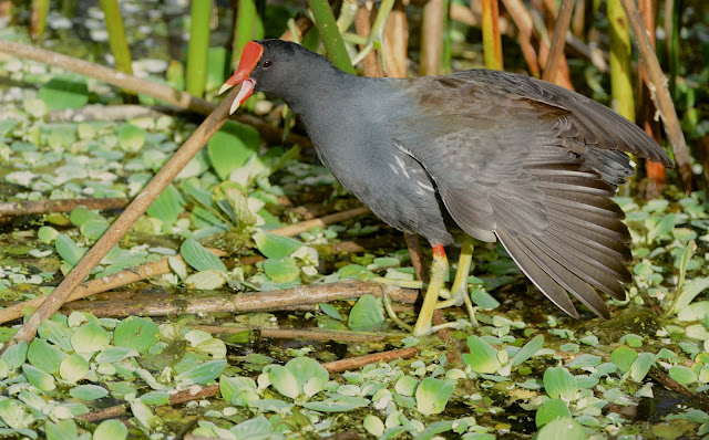 Common Gallinule