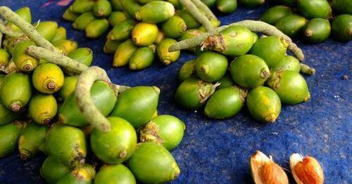 BUAH PINANG MAKANAN KAS ORANG ASLI PAPUA