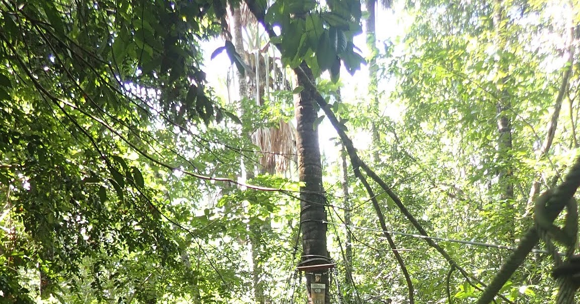 Séjour en Guyane: Le zoo de Guyane, Montsinéry, Tonnegrande et le ...