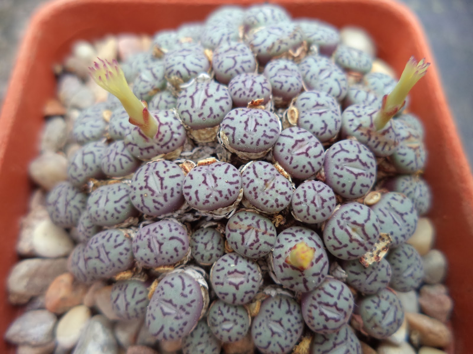 Succulent Sundae: CONOPHYTUM MINIMUM 'WITTEBERGENSE' [KLIPFONTEIN]