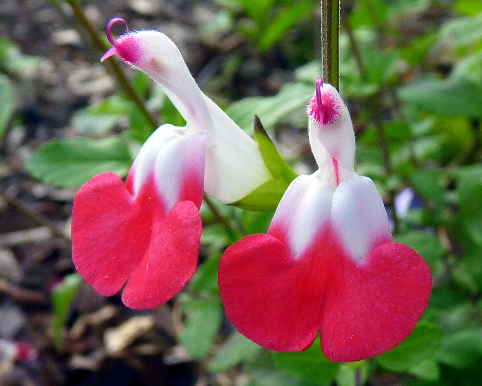 MOSI Outside: Salvia 'Hot Lips'
