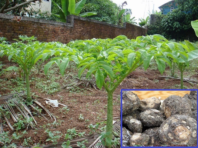 Elephant Foot / Yam Cultivation in India; A complete information Guide ...