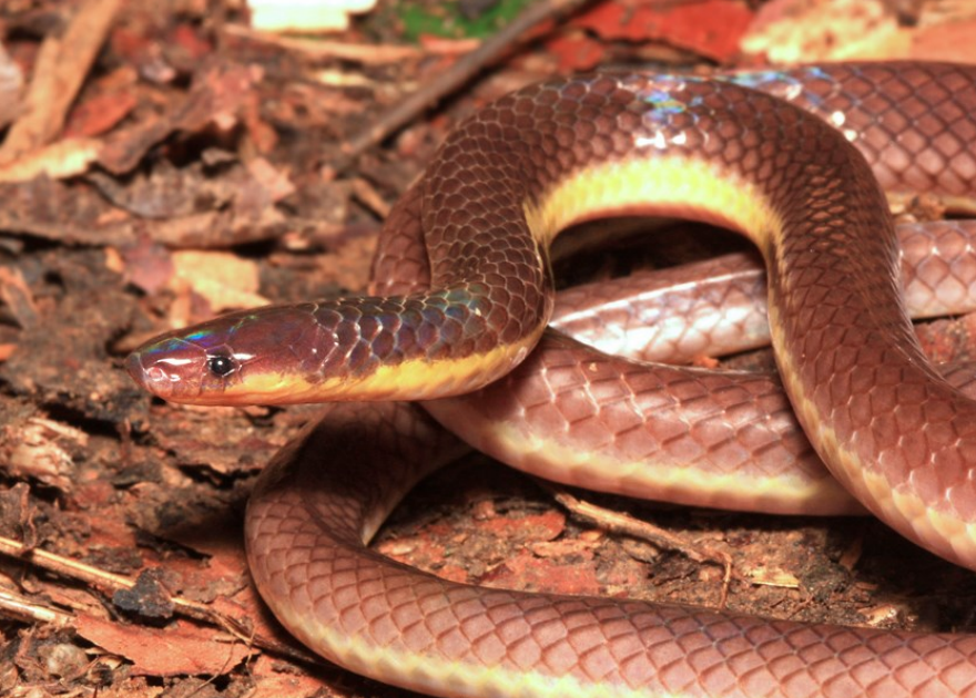 Species New to Science: [Herpetology • 2021] Calamaria alcalai • A New ...