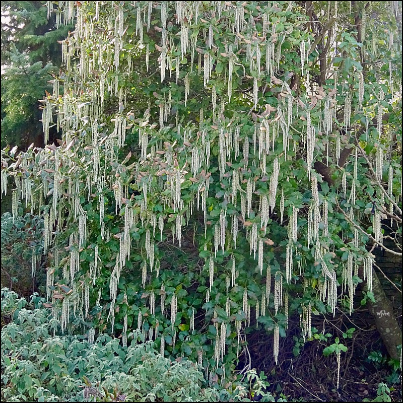 Where Five Valleys Meet: Garrya elliptica