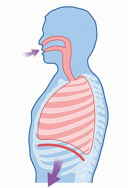 sabias que...... el cuerpo humano.....