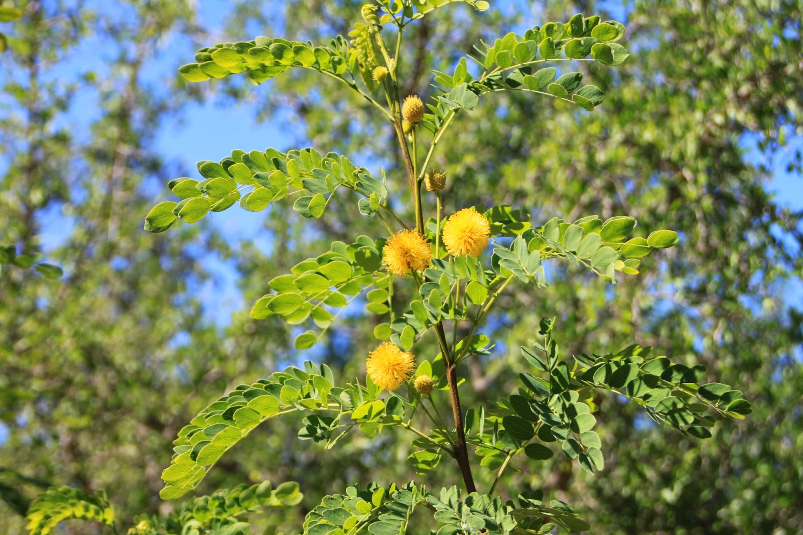 Rock-Oak-Deer: Mitchell Lake Audubon Center Fall Festival