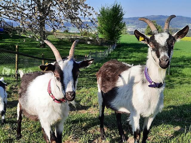 Pfauenziege GR: Kauf /Verkauf
