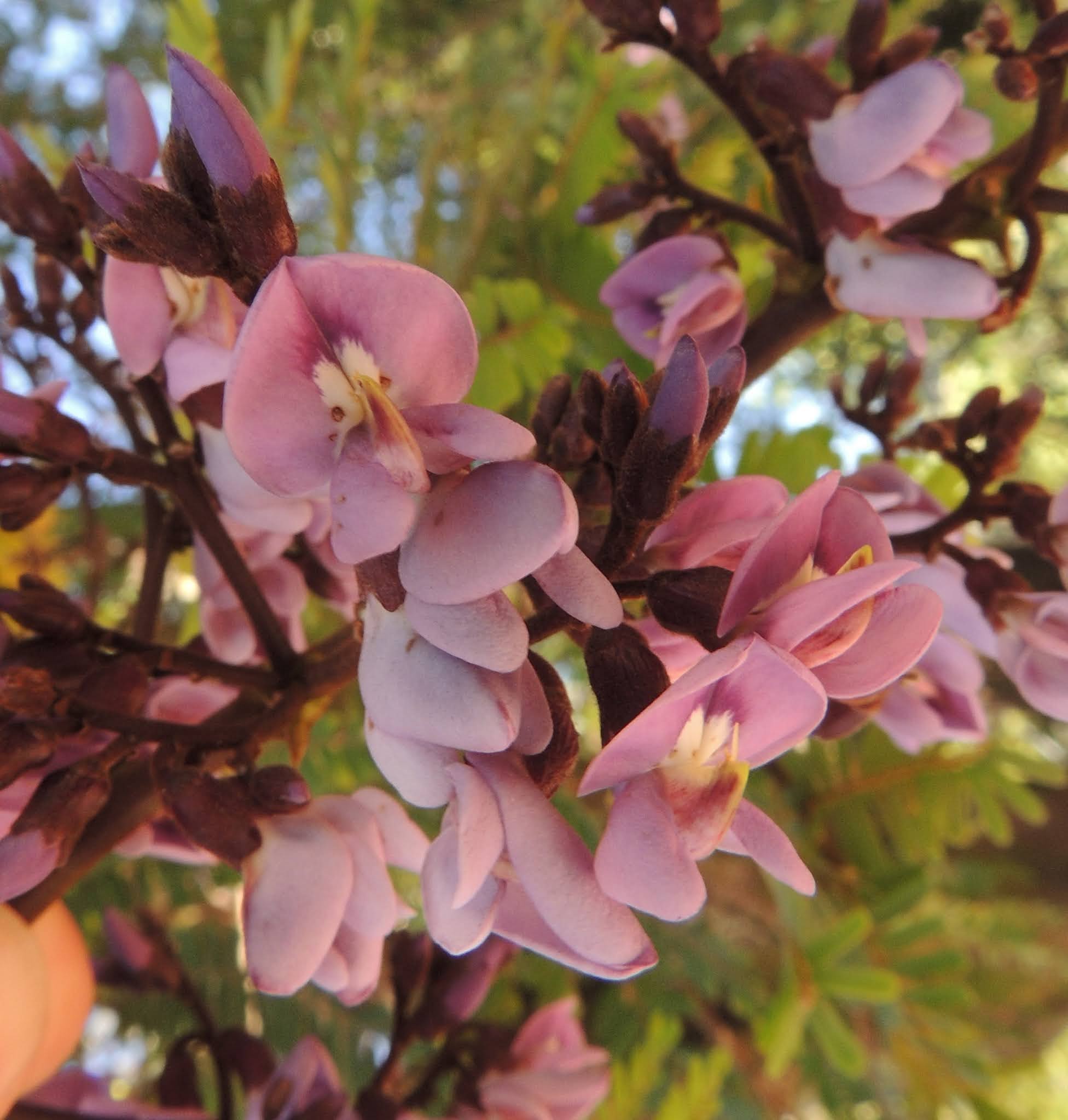 Fabaceae - Leguminosae no Brasil: Machaerium