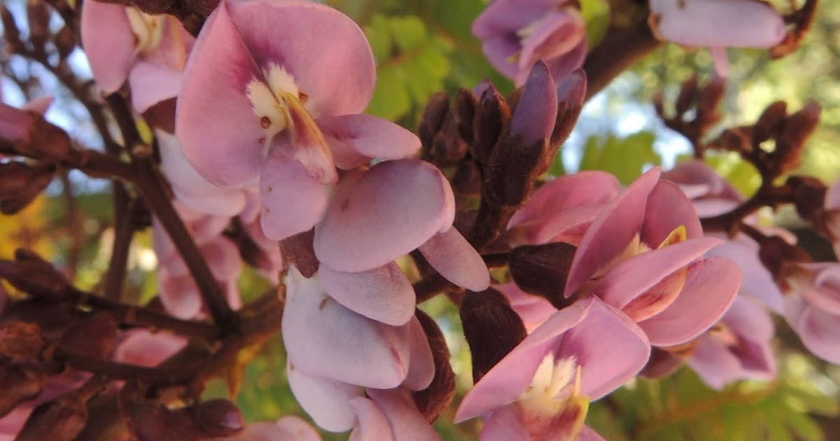 Fabaceae - Leguminosae no Brasil: The genus Machaerium (Leguminosae ...