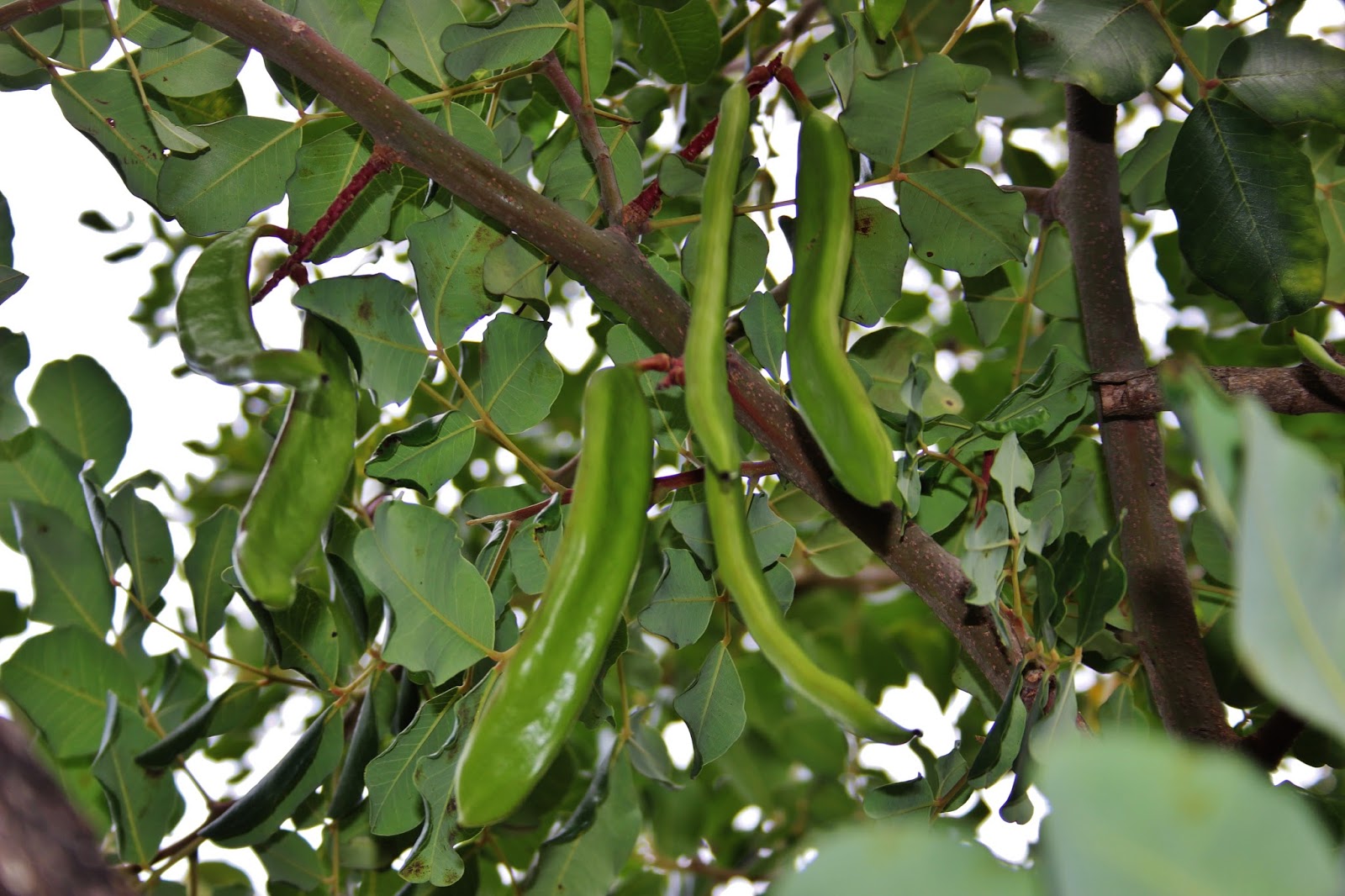 Biodiversity of Cyprus by NGO Protection of the Natural Heritage and ...