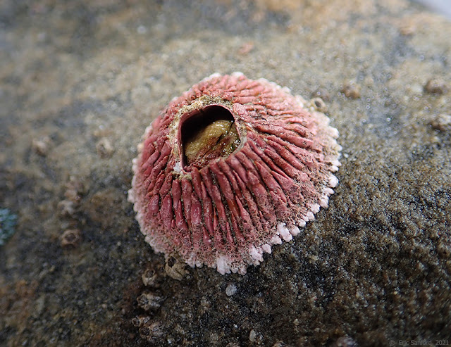 The Natural History of Bodega Head: Plate tectonics?