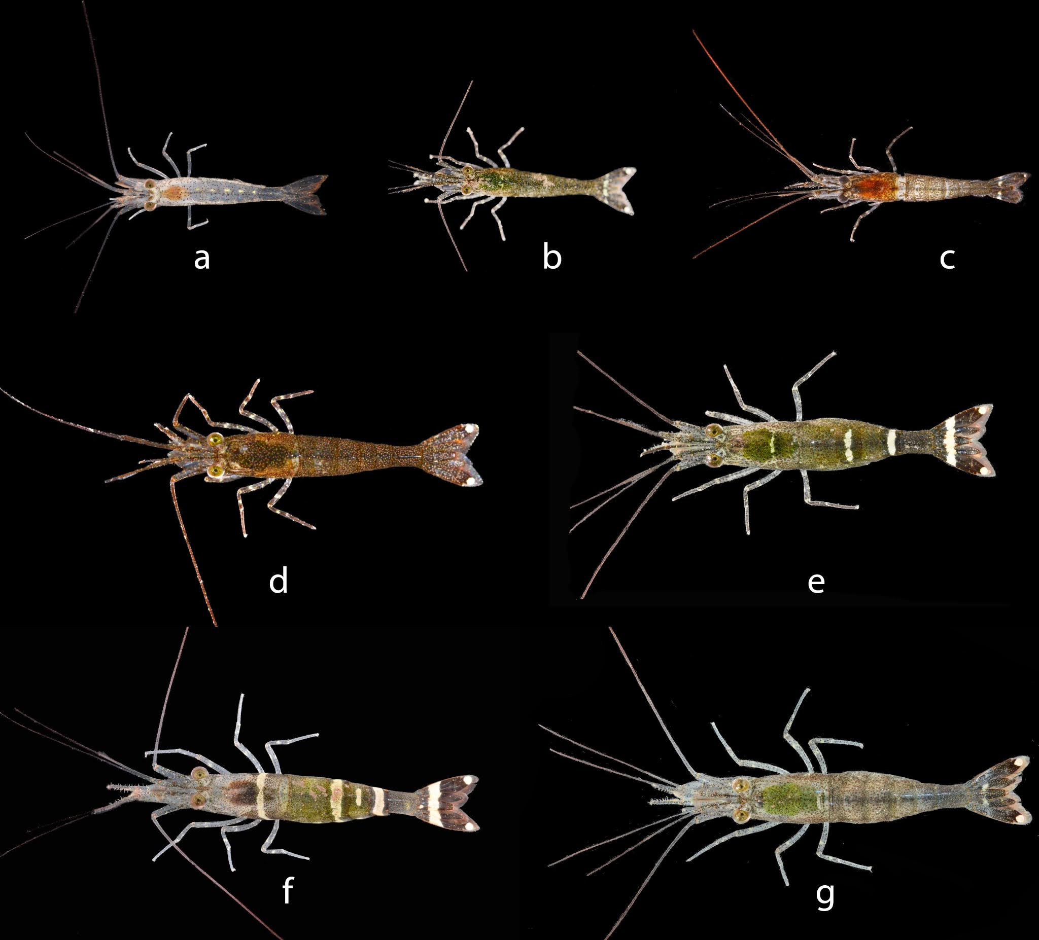 What I Sea: Pushing the boundaries: the land-walking, sex-changing ...