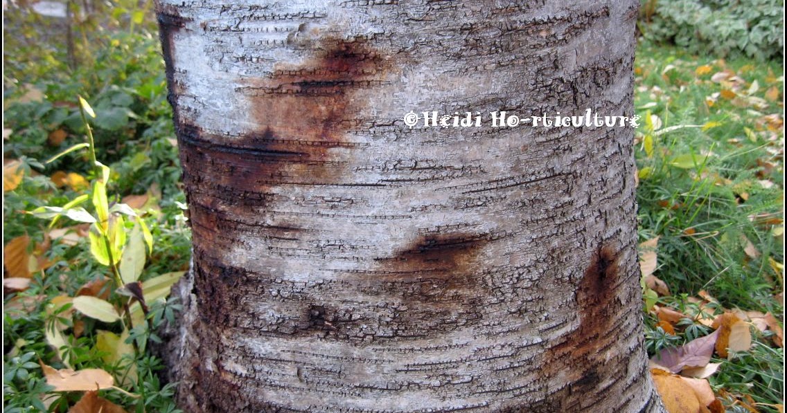 Heidi Horticulture: Phytophthora Bleeding Canker on Birch