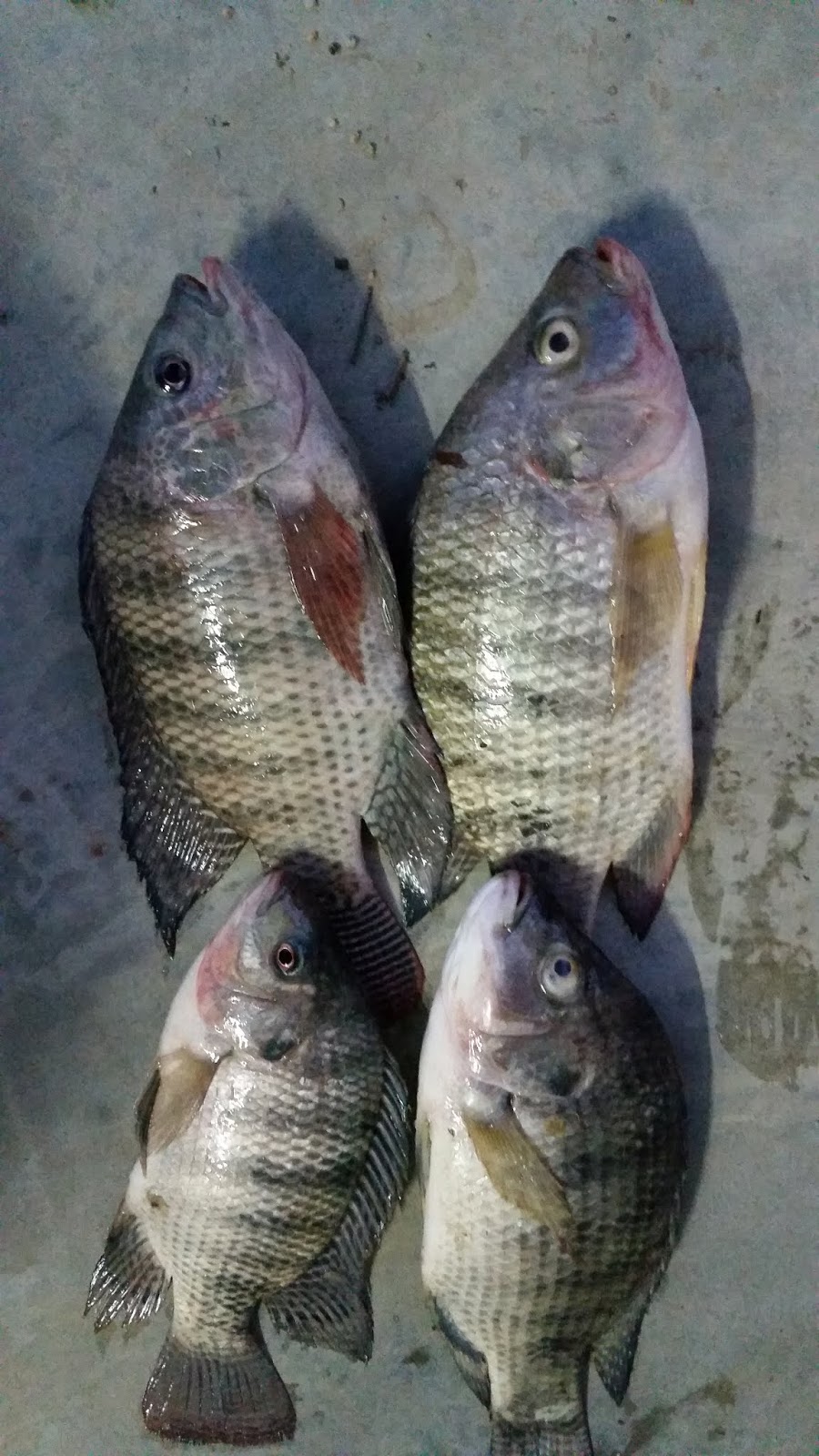 Warisan Petani: Ikan Air Tawar