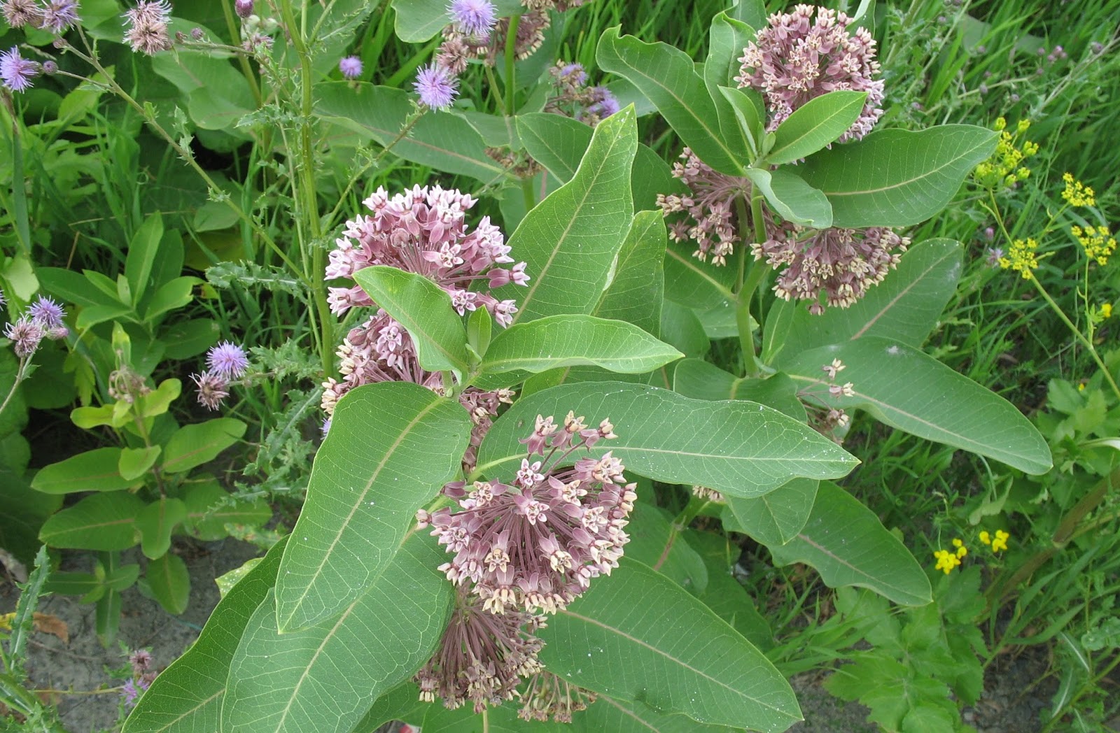 The Nature of My Memories: Milkweed
