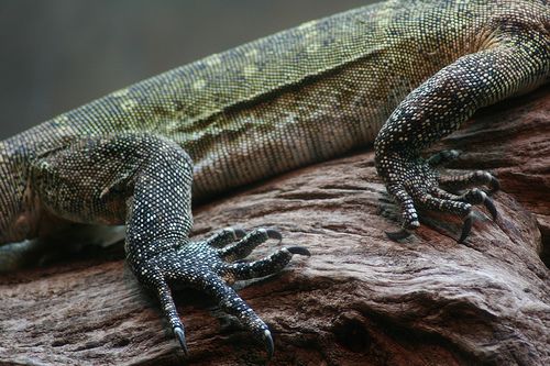 Lizards 🦎🦎🦎