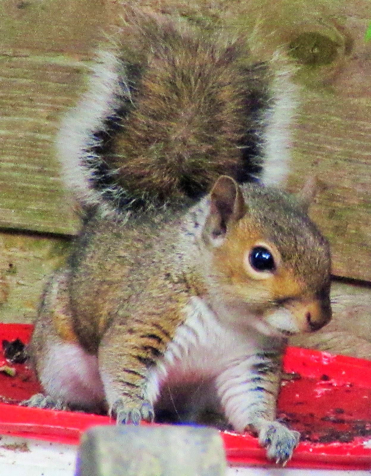 Bug Mad Girl: Tricky squirrels