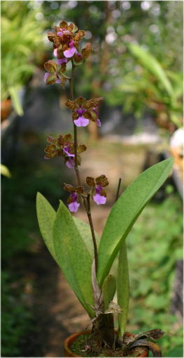 Trichocentrum