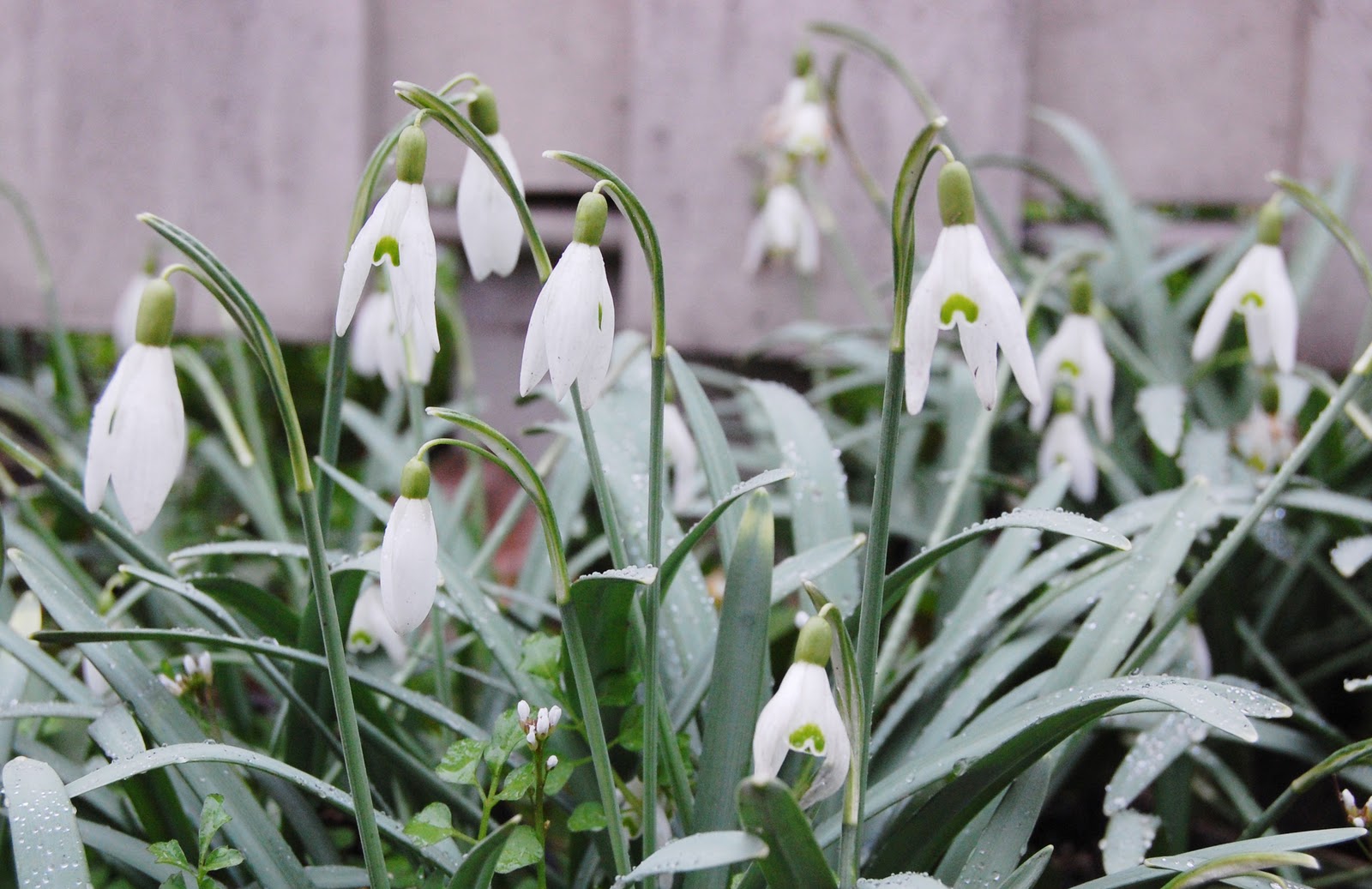 Bee Huynh's Kitchen: Hoa Snowdrop - Khi xuân vừa chớm sang