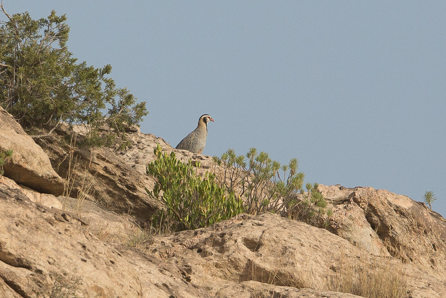 Birds of Saudi Arabia: Arabian Partridge – Al Mehfar Park