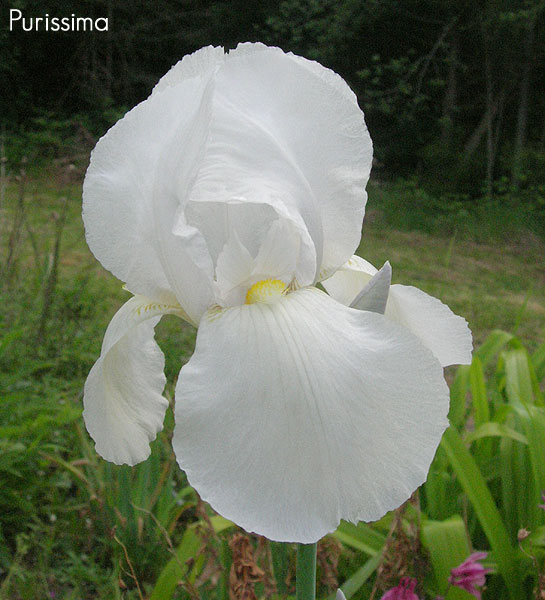 World of Irises: January 2012