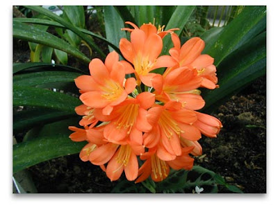 Stars SoCal Succulents and Cactus: Clivias--blooming now-great colors
