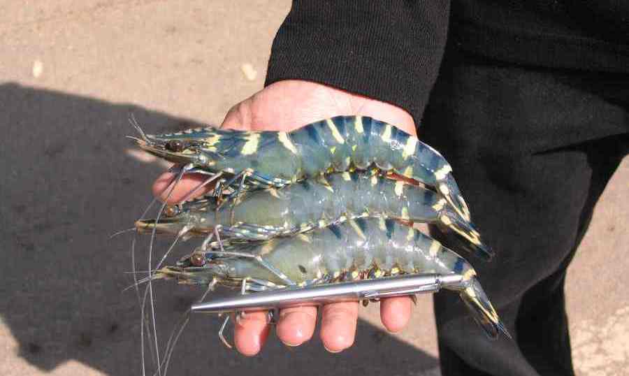 Produits de Thaïlande: La crevette géante tigrée