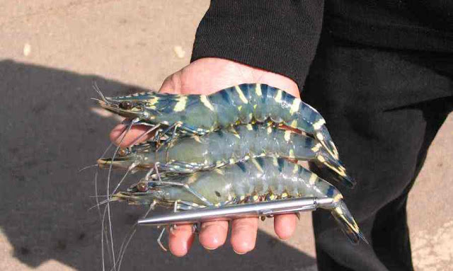 Produits de Thaïlande: La crevette géante tigrée