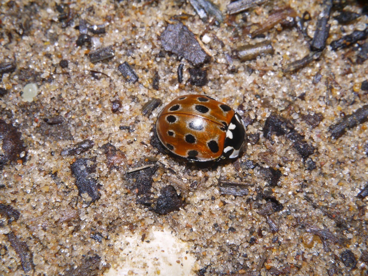 Northwest Norfolk Naturalists: Ladybird Day Listing