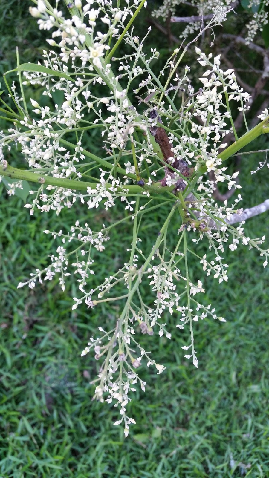 Warisan Petani: WW 78 : Bunga Pokok Getah