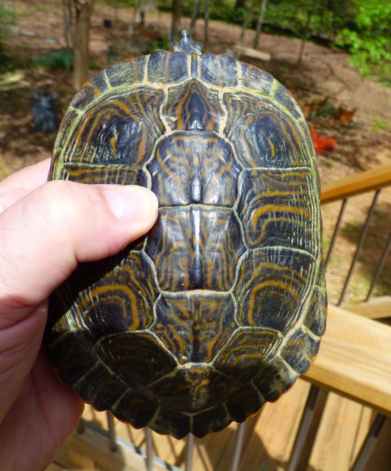 From Bluebirds to Turtles: POLLINATED TURTLE