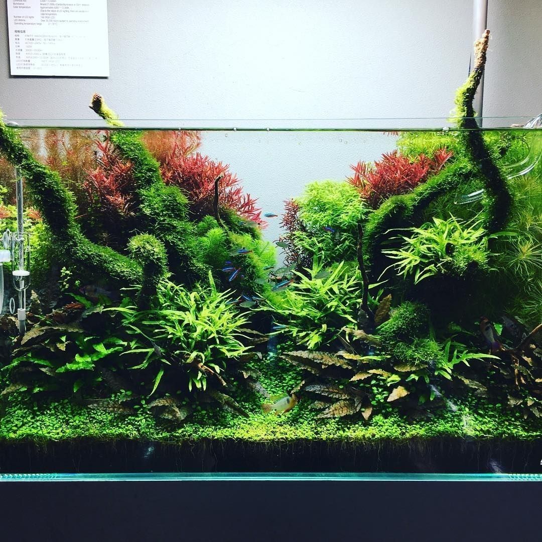 Nature Aquariums and Aquascaping Inspiration - Surya Aquascape