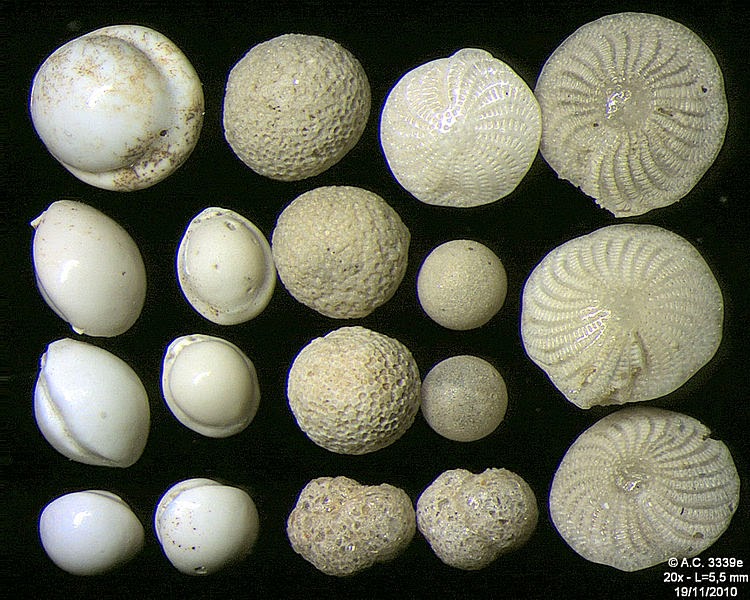 ...verso il polo!: FORAMINIFERI