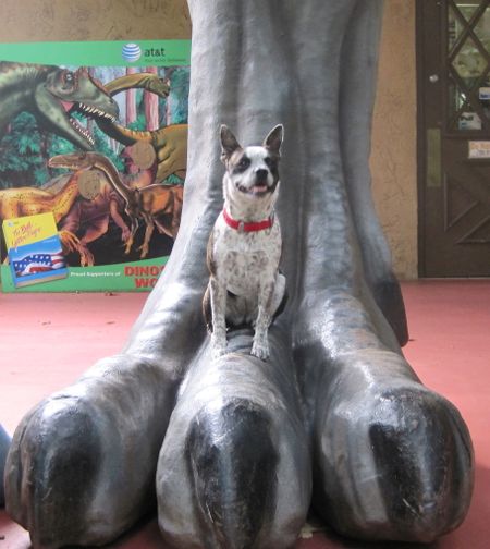 Dinosaurs & Dogs