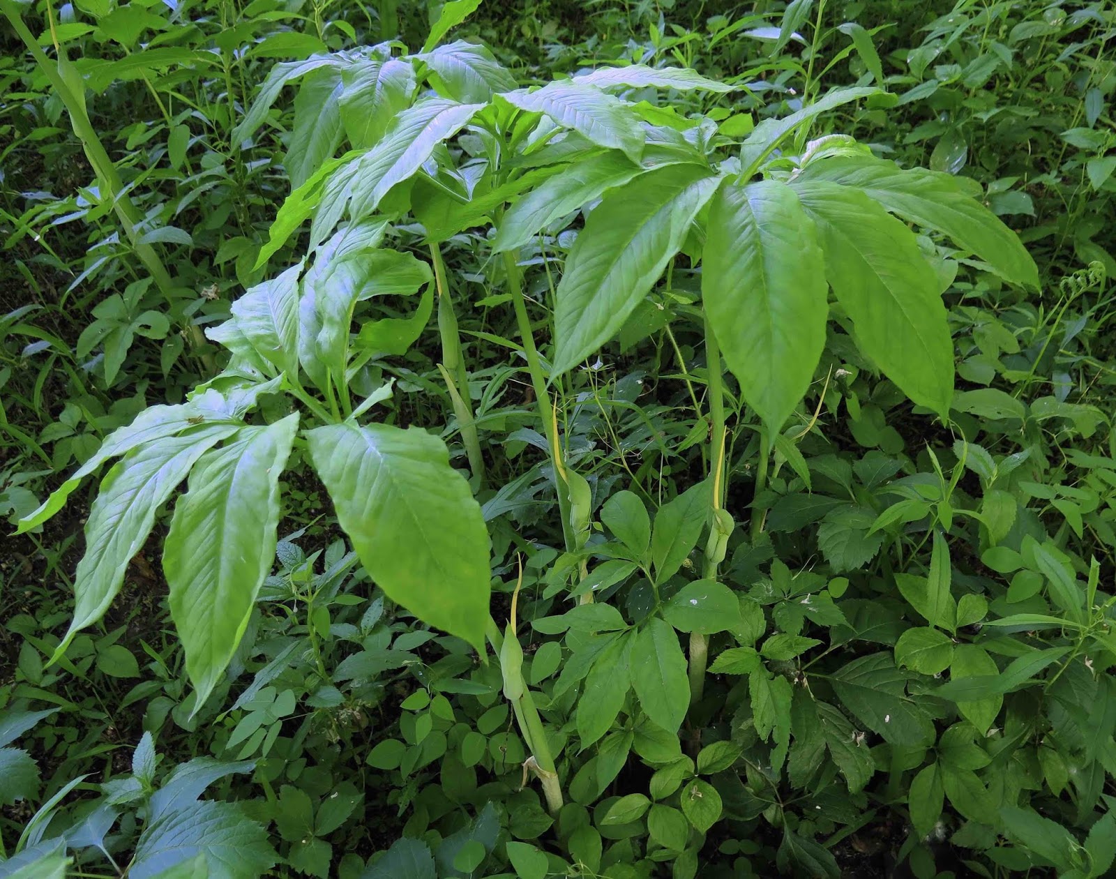 Saratoga woods and waterways: Two Rivers, Many Wonders