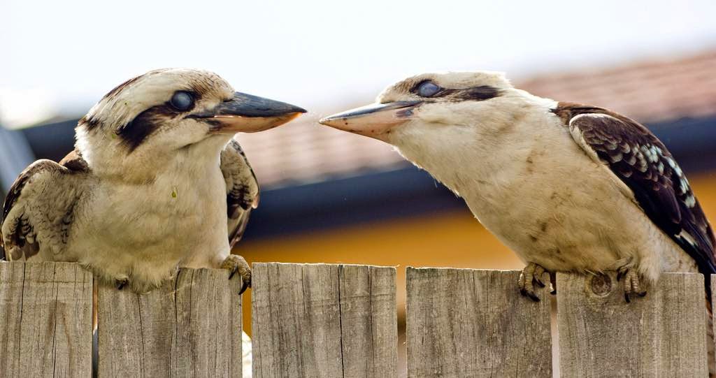 The Nictitating Membrane: The Third Eyelid | The Ark In Space