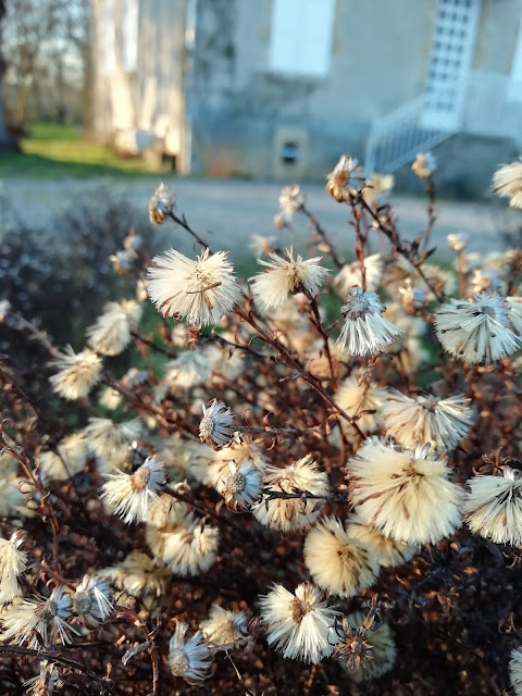 Pappus, sur Clematis