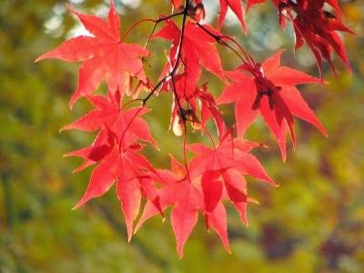 Sirop de artar. Preparare si Beneficii