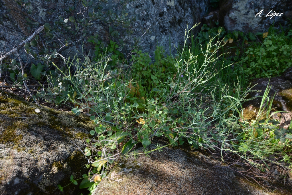Flora de la Península Ibérica: Rumex induratus Boiss. & Reut. (Fam ...