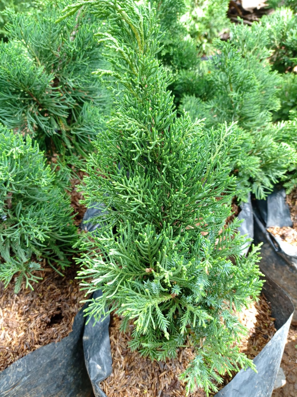 13 JENIS CEMARA YANG MUDAH DIRAWAT ~ SINOX NURSERY