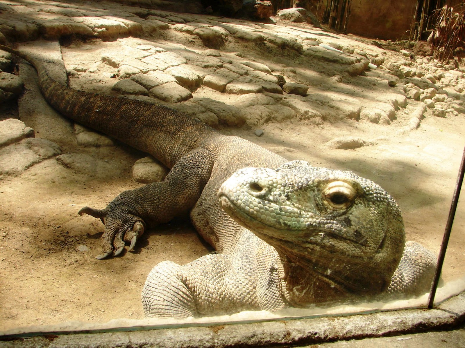 ABC...prin viata: Poze de la Valea Pasarilor, Valea Reptilelor si Zoo ...