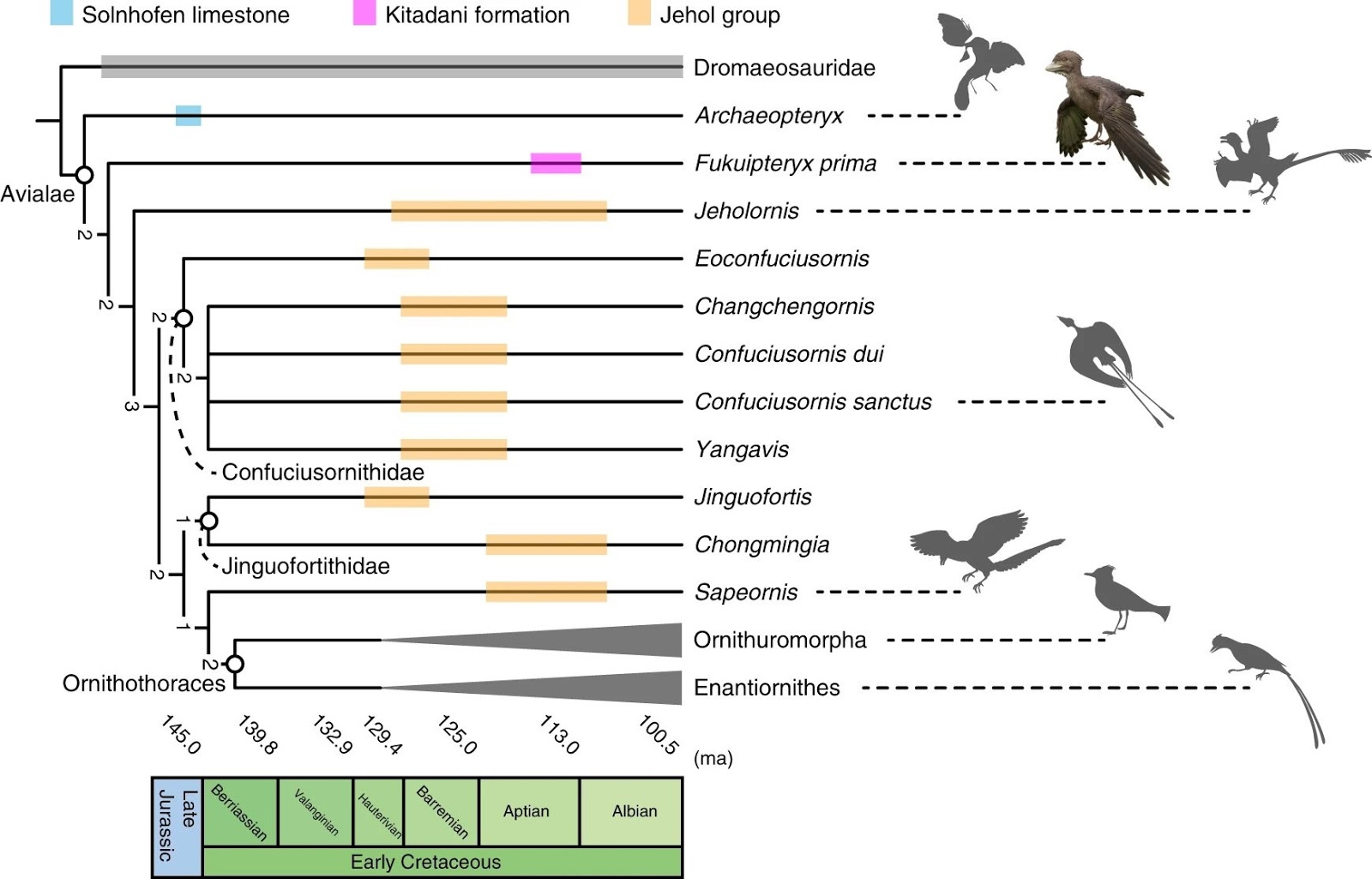 Species New to Science: [Paleontology • 2019] Fukuipteryx prima • An ...