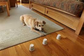 10 Brain Games To Play With Your Dog