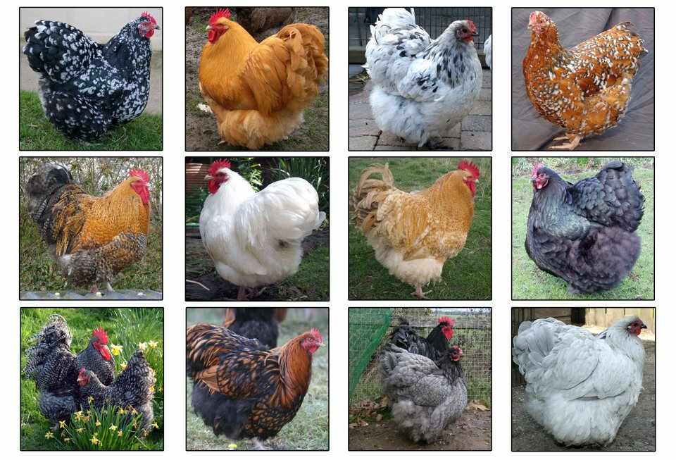 CABAÑAS AVÍCOLAS EL CHOIQUE & ArgentAVIS: RAZA ORPINGTON