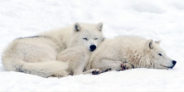 White Wolf : Wolves Cuddling Together For Warmth Will Melt Your Heart