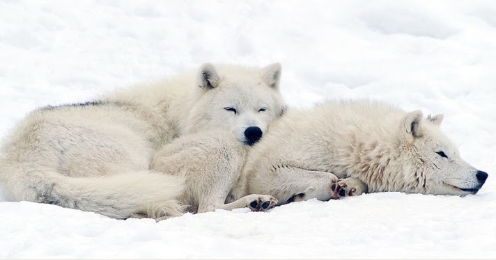 White Wolf : Wolves Cuddling Together For Warmth Will Melt Your Heart