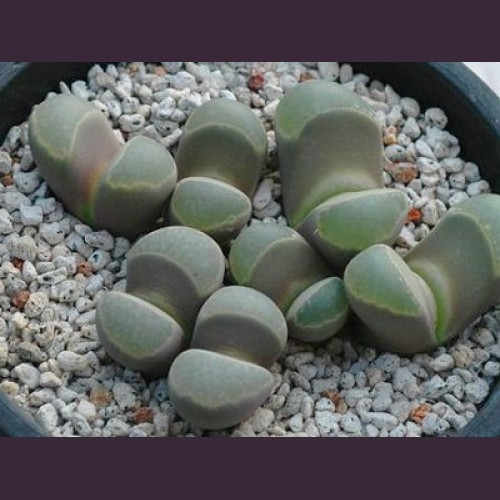 LITHOPS SPECIES ~ Cactus and suculents
